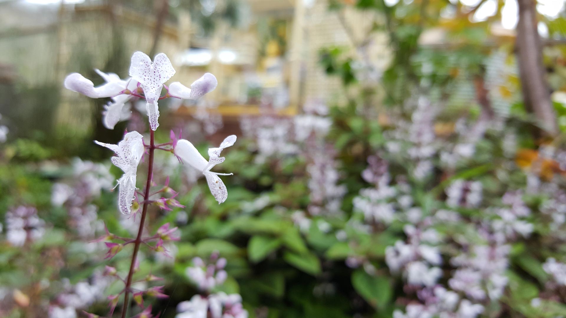 Buddhist Discussion Centre Melbourne - BDCU - Melbourne Buddhist Temple